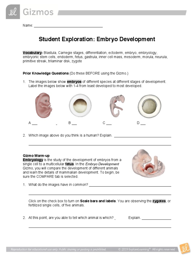 4 Embryo Development Gizmo | PDF | Embryo | Biological Processes