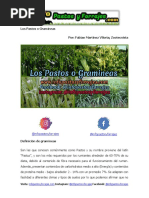 Ficha Técnica Del Pasto Guinea (Panicum Máximum Cv. Guinea Común) | PDF