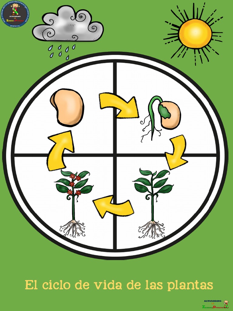 Ciclo De Vida De Una Planta Cortar Y Pegar