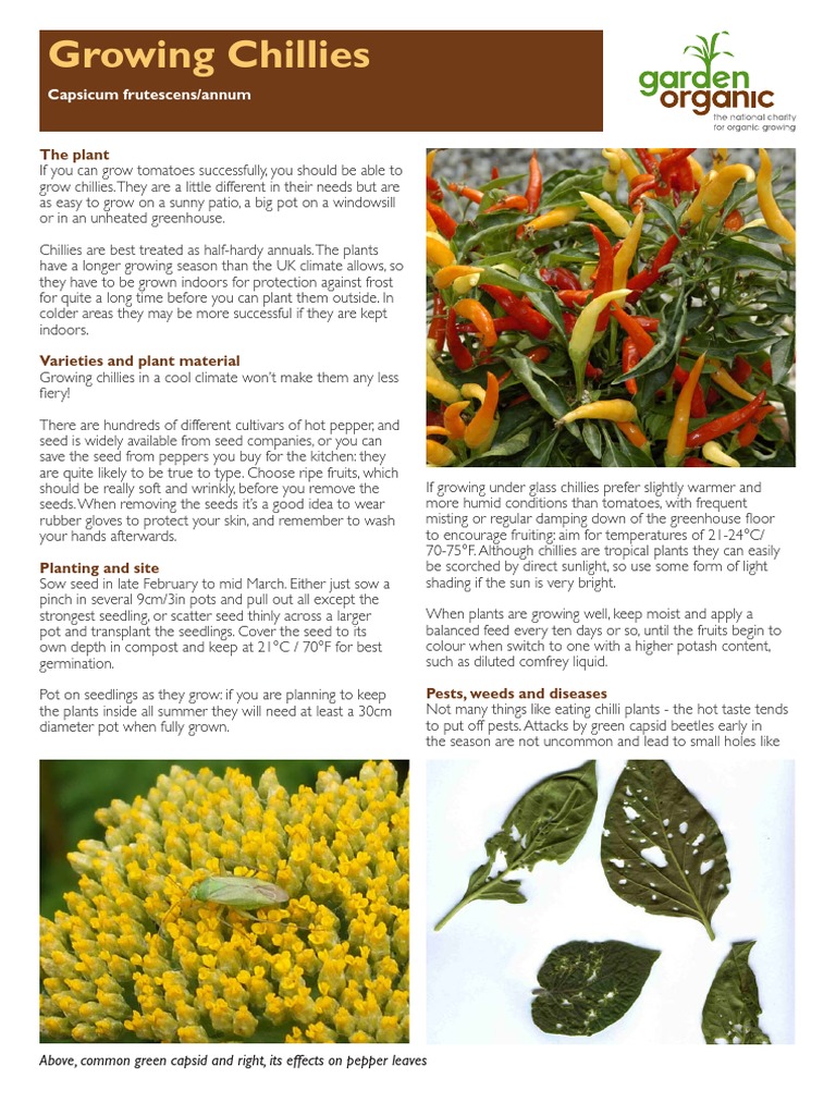 Fact Sheet Chillies | PDF | Chili Pepper | Tomato