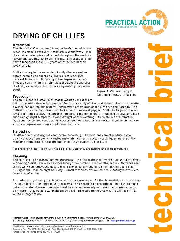 Chilli Drying and Processing Guide | PDF | Capsicum | Chili Pepper