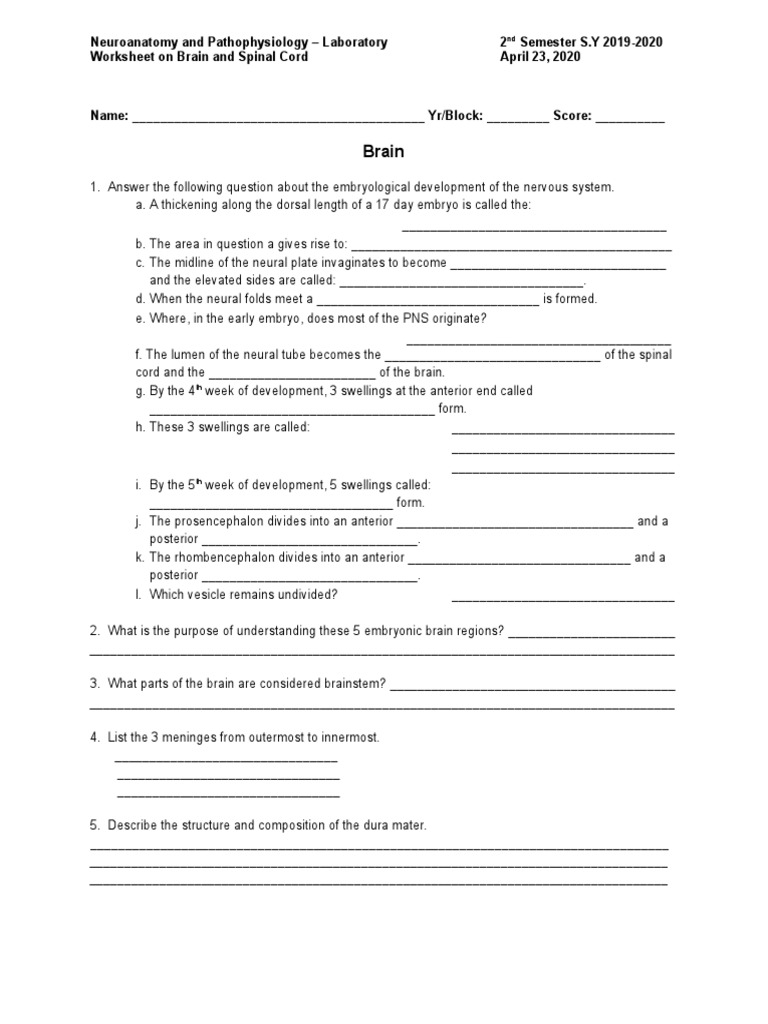 Worksheet On Brain and Spinal Cord | PDF | Spinal Cord | Cerebral Cortex