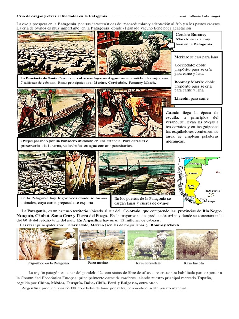 Cría de Ovejas y Otras Actividades en La Patagonia | PDF | Oveja | Ovis