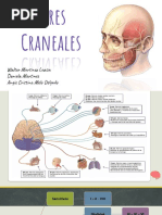 Musculos de La Nuca | PDF | Anatomía humana | Sistema musculoesquelético
