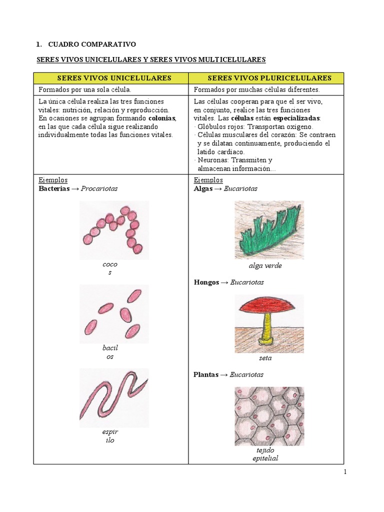 Comparativa: Organismos Unicelulares y Pluricelulares | PDF ...