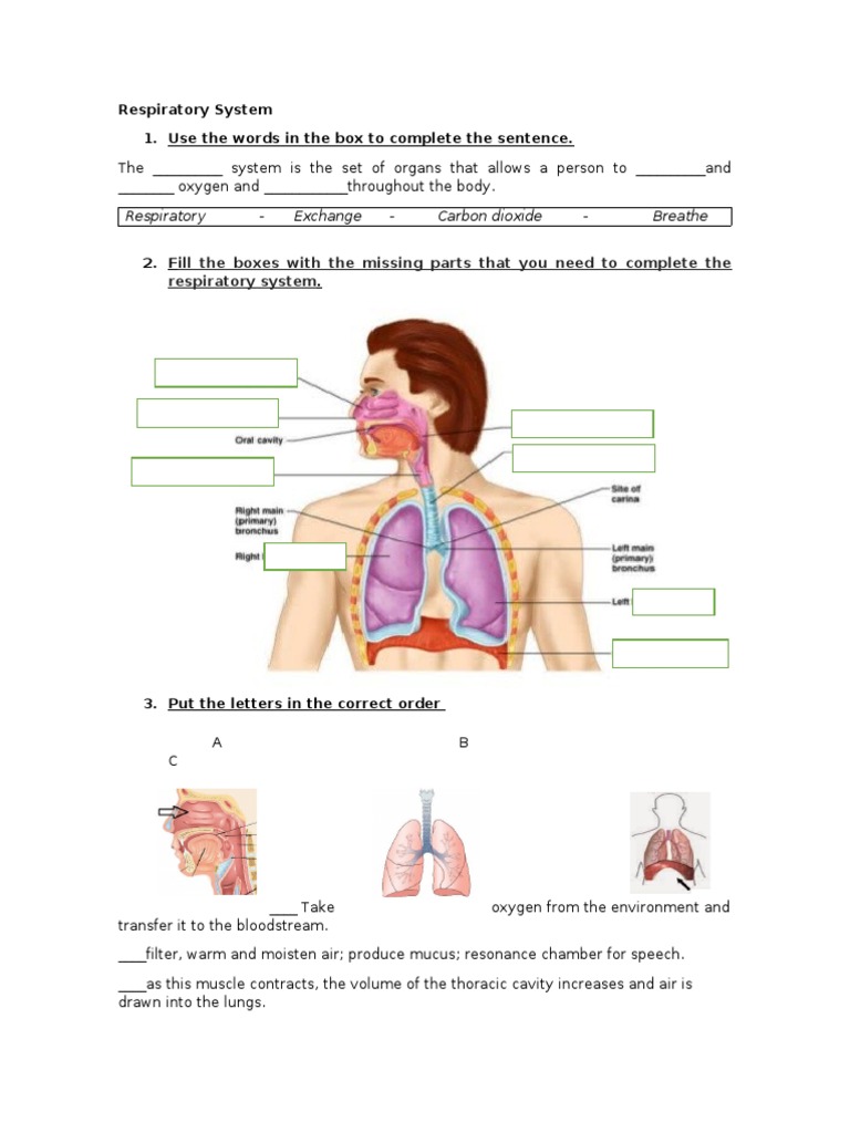 Respiratory - Exchange - Carbon Dioxide - Breathe | PDF