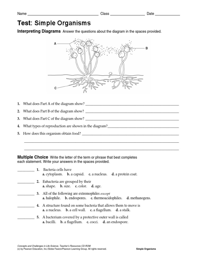 Test: Simple Organisms: Interpreting Diagrams | PDF | Bacteria | Protozoa