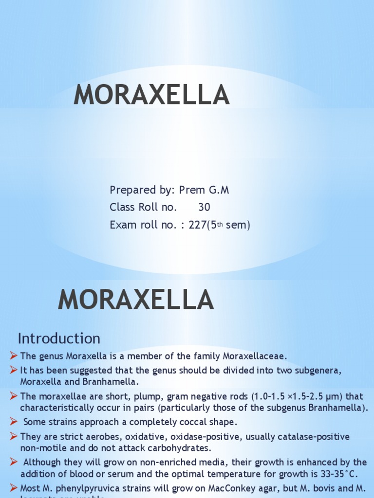 Moraxella: Prepared By: Prem G.M Class Roll No. 30 Exam Roll No.: 227 ...