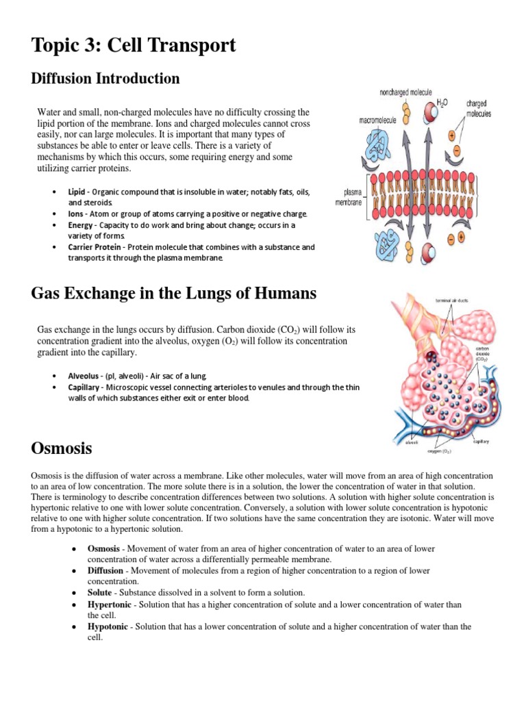 Understanding Cell Transport Mechanisms | PDF | Cell Membrane | Osmosis