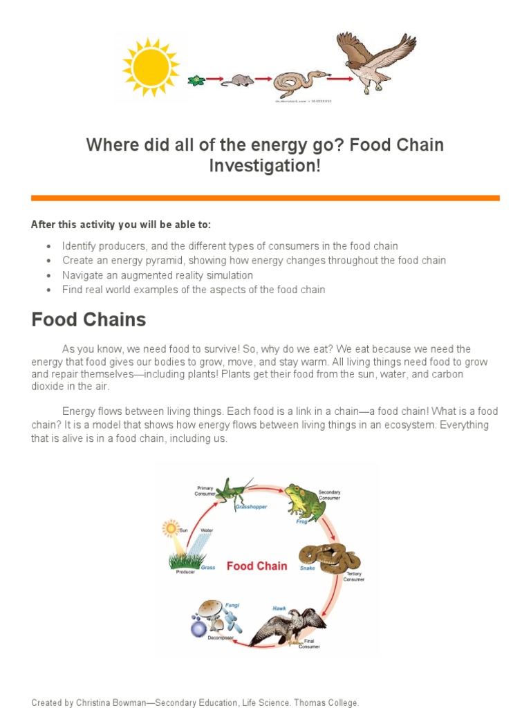 Ar Food Chain Investigation | PDF | Foods | Life