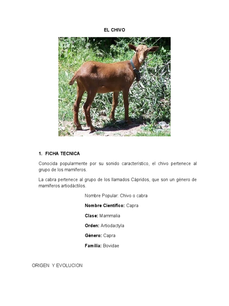 El Chivo | PDF | Cabra | Mamíferos