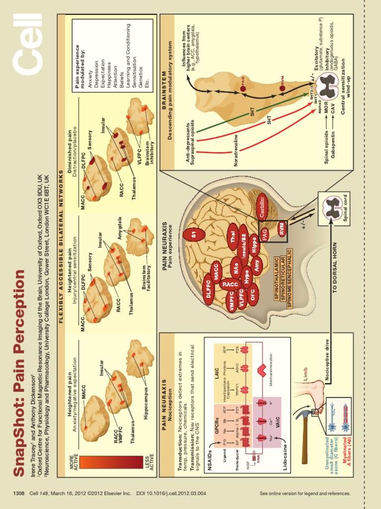 Pain Perception | PDF | Pain | Neuroanatomy