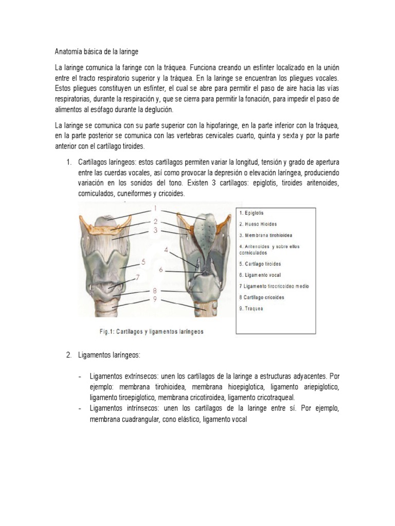 Anatomía de La Laringe | PDF | Laringe | Anatomia animal
