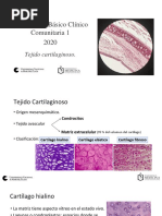 Condrogénesis y Crecimiento Del Cartílago | PDF