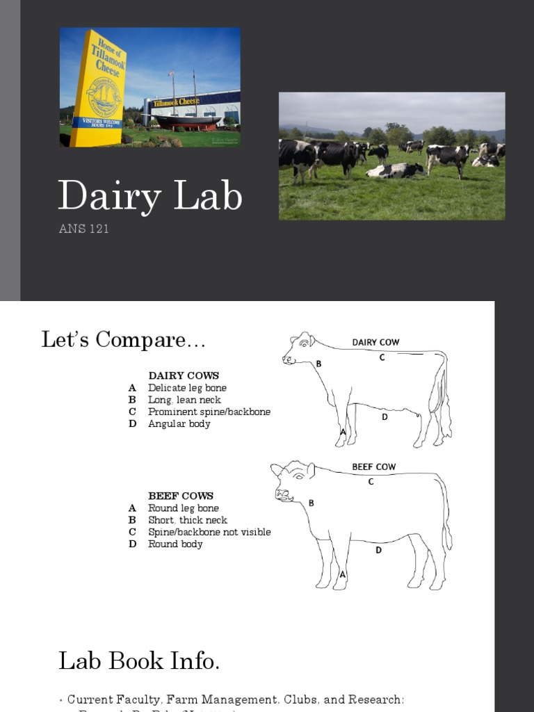 Dairy Lab | PDF | Dairy Cattle | Cattle