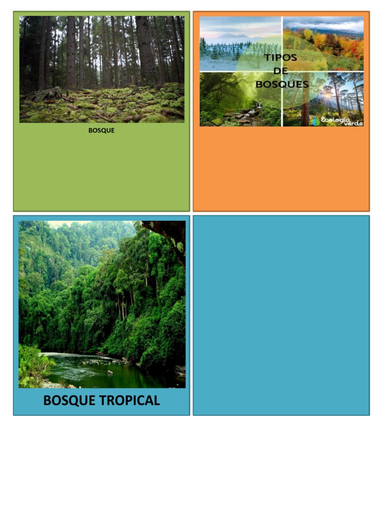Tipos de Bosque | PDF