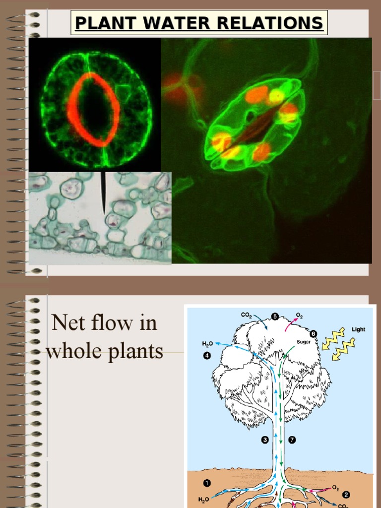Plant Water Relations Overview | PDF | Stoma | Osmosis