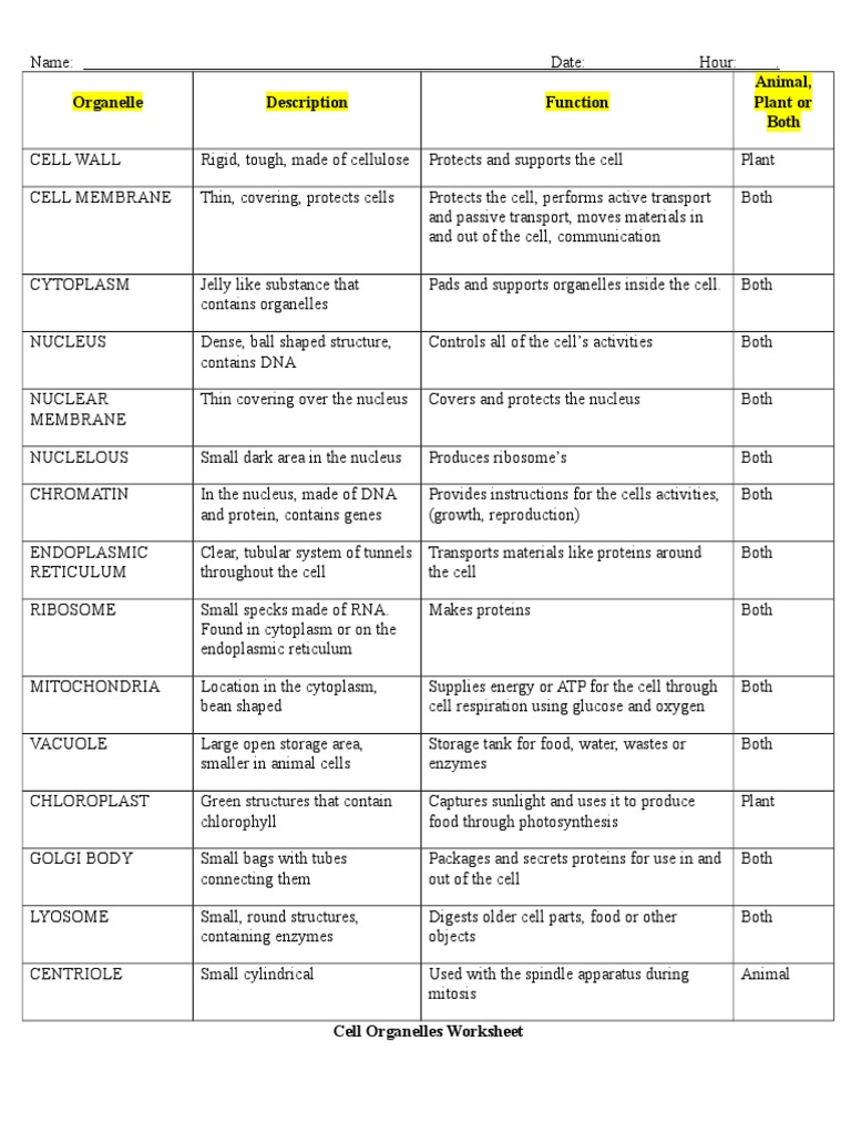Organelles Cheat Sheet | PDF | Endoplasmic Reticulum | Cell (Biology)