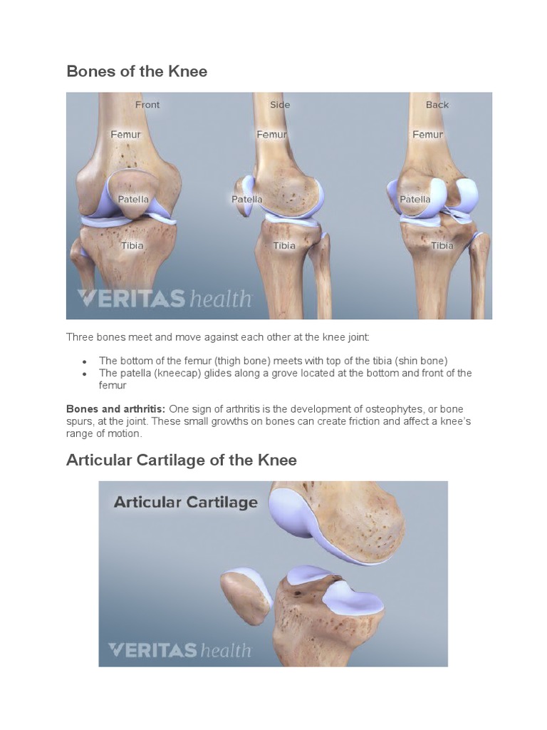 Bones of The Knee | PDF | Knee | Limbs (Anatomy)