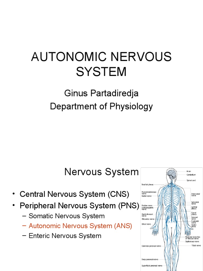 Autonomic Nervous System: Ginus Partadiredja Department of Physiology ...