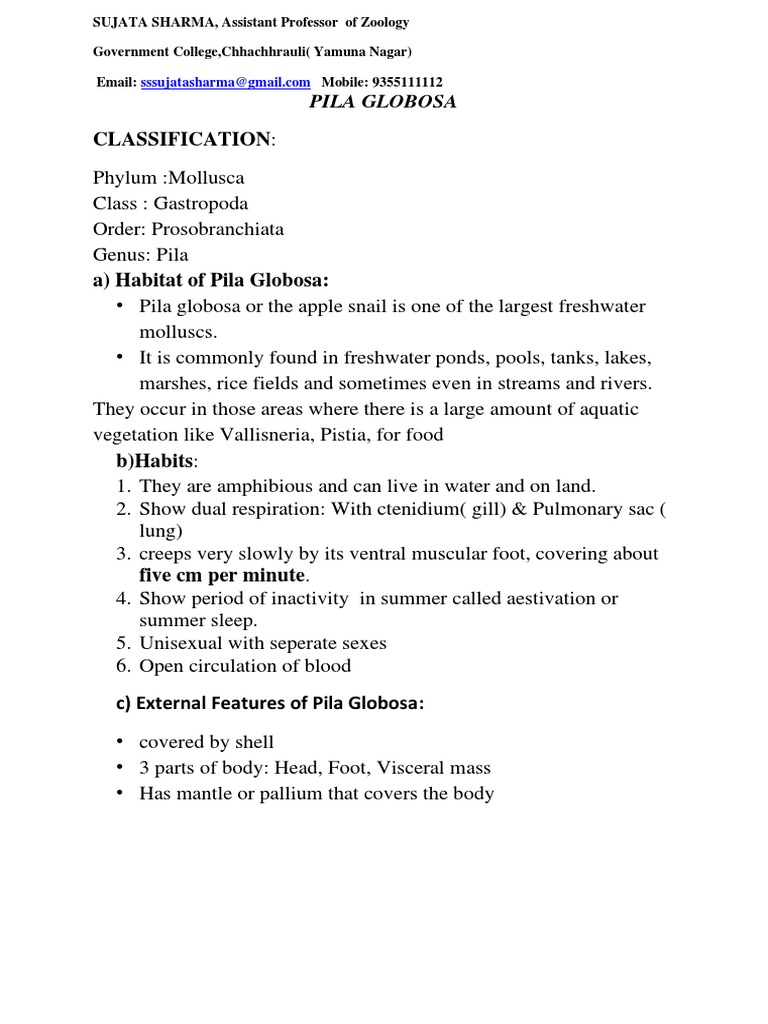 Pila Detailed Account PDF | PDF | Mollusca | Animal Anatomy