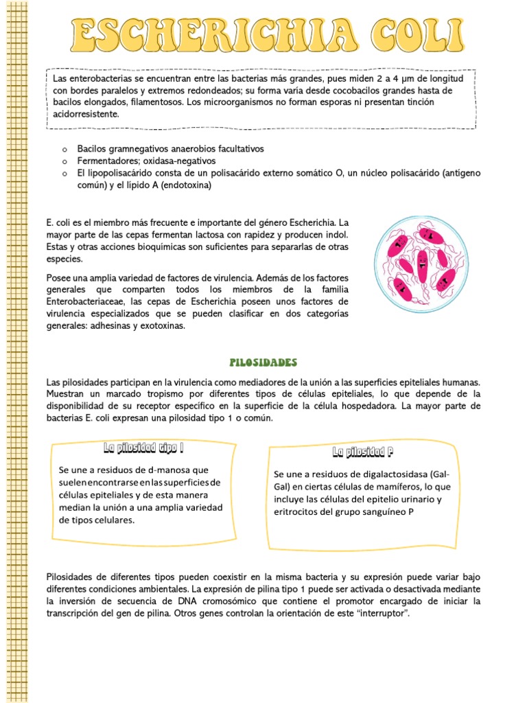 E. Coli | PDF | Escherichia coli | Diarrea