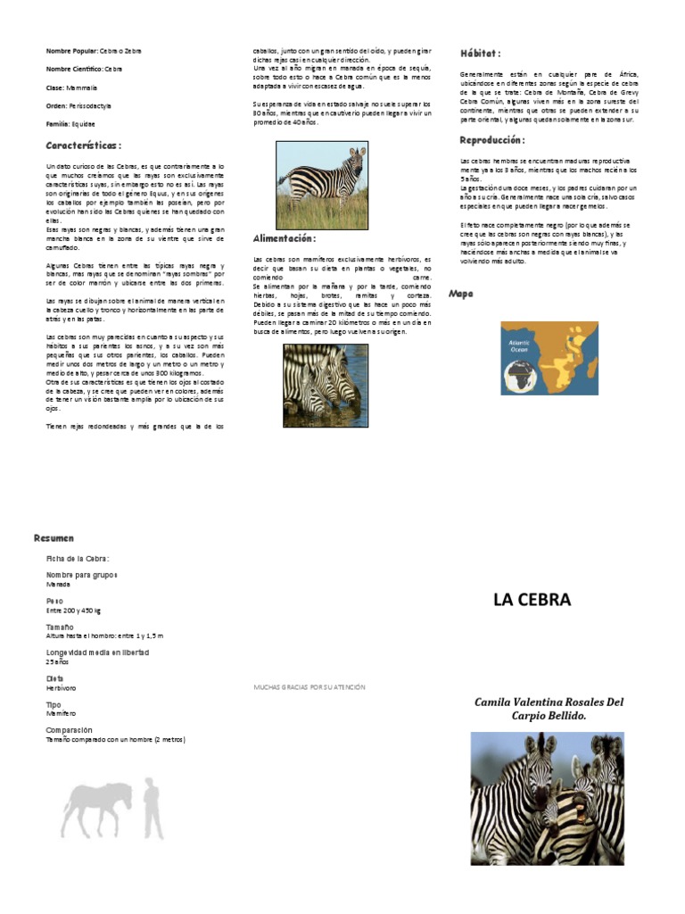 La Cebra | PDF | Cebra | Organismos