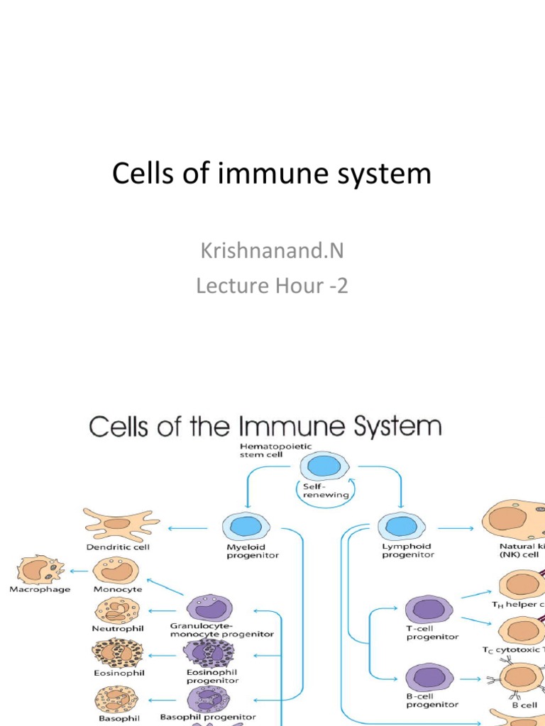 Cells of Immune System | PDF | White Blood Cell | Granulocyte