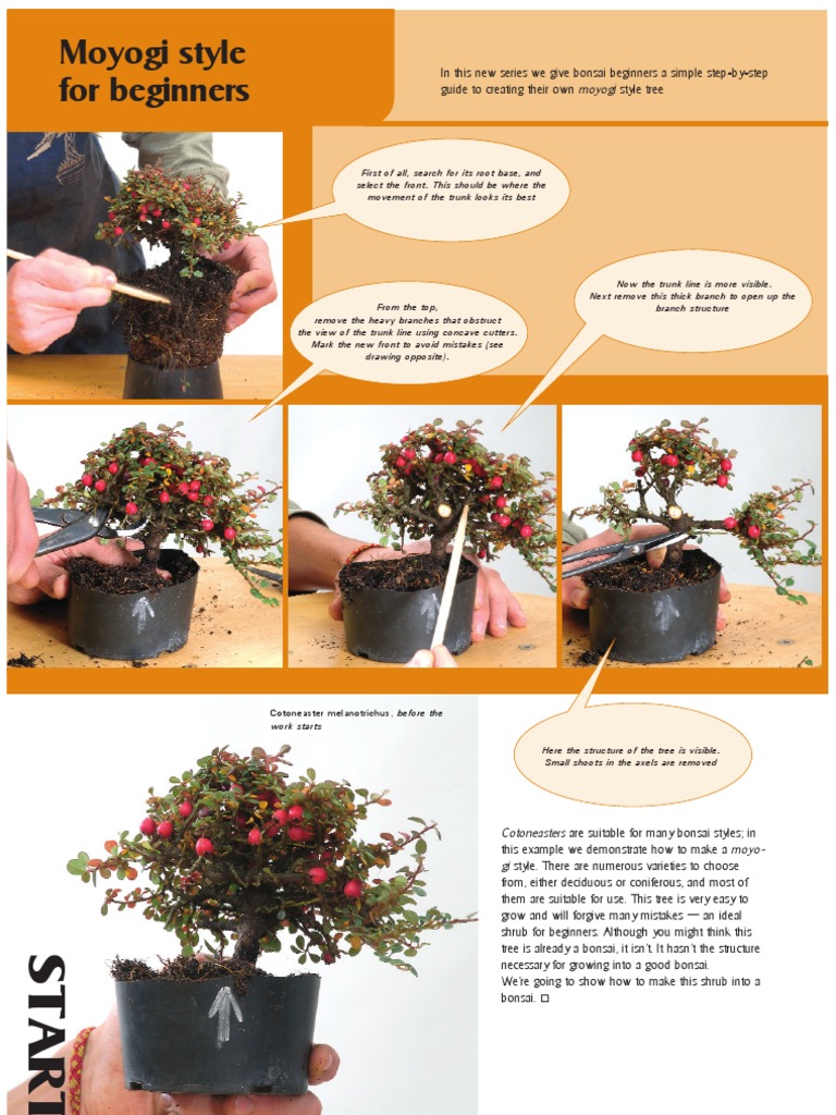 Step-by-Step Moyogi Bonsai Guide | PDF