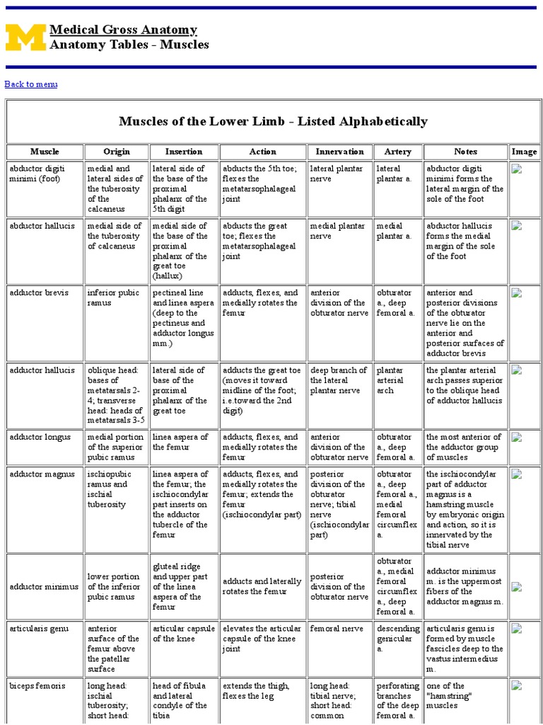Muscles of The Lower Limb PDF | PDF | Human Leg | Foot