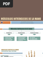 Anatomía de la Mano: Región Palmar y Dorsal | PDF | Mano | Anatomía humana