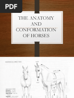 The Equine Stay Apparatus | PDF | Skeletal System | Joints