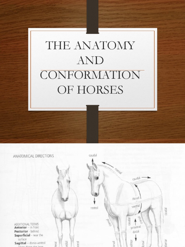 Anatomi Dan Konformasi Kuda | PDF | Abdomen | Horses