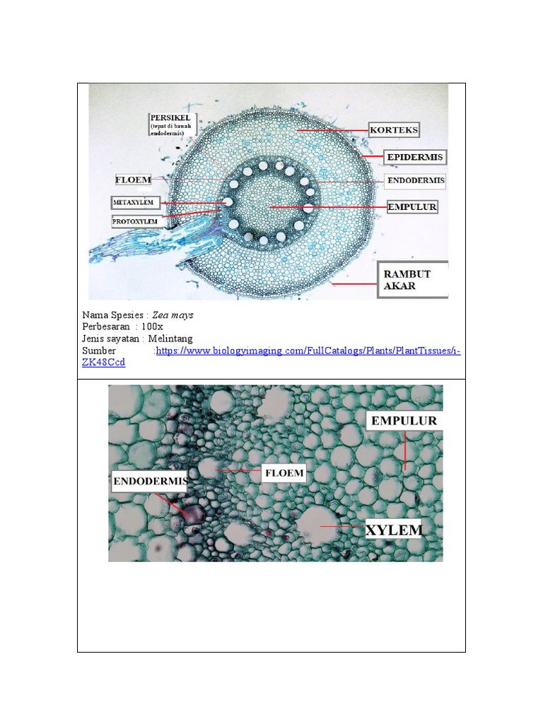Sayatan Melintang dan Membujur Zea mays | PDF