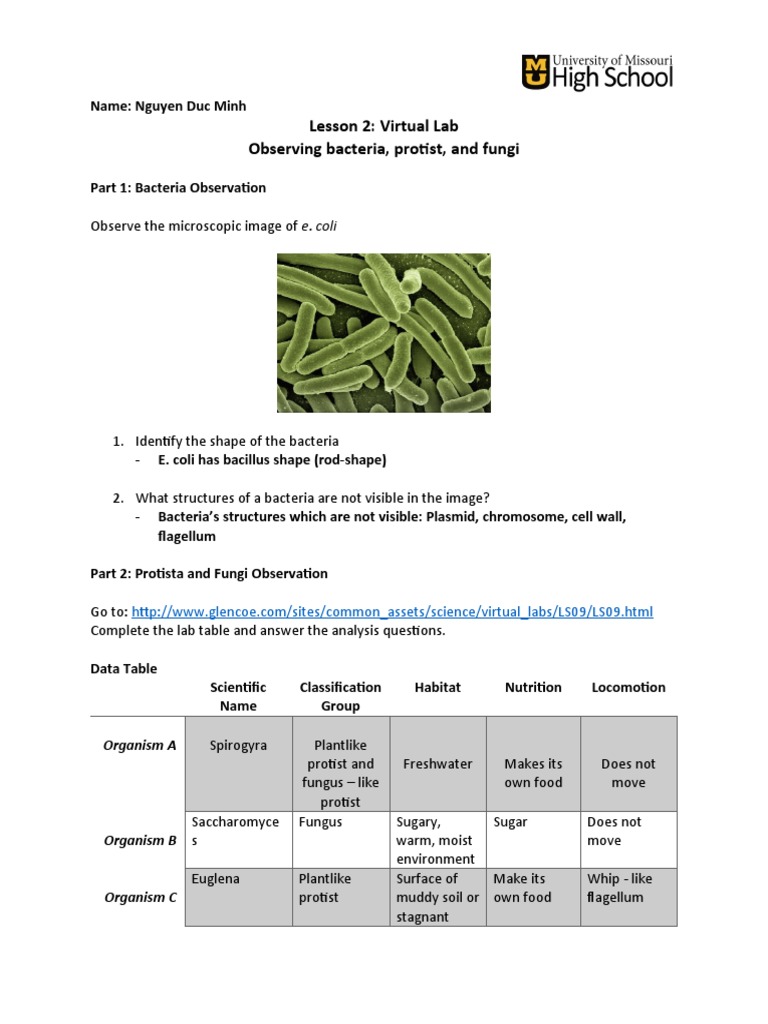 Lesson 2: Virtual Lab Observing Bacteria, Protist, and Fungi | PDF ...