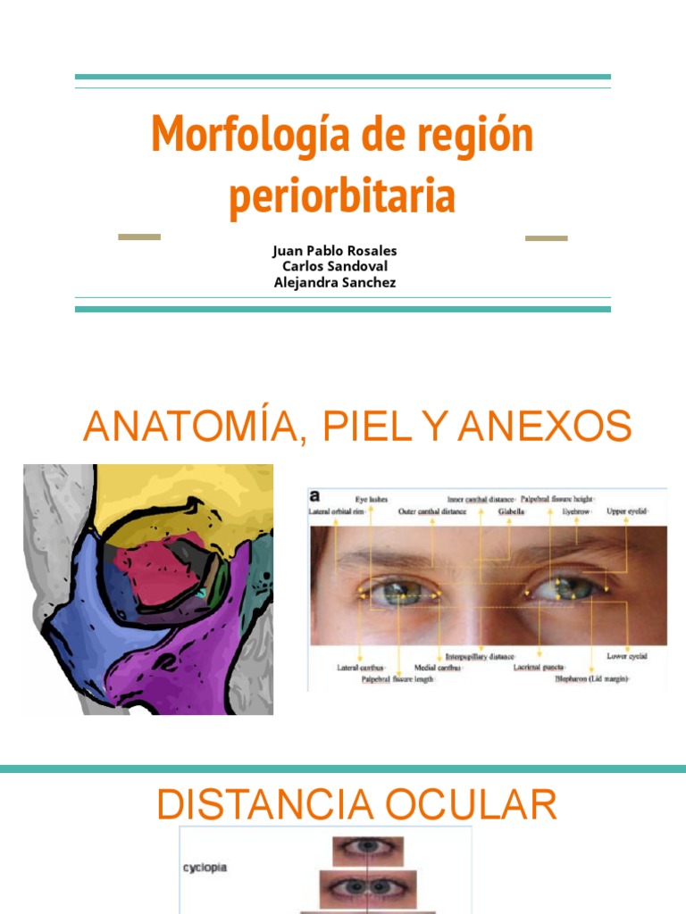 región periorbitaria. Elementos de morfología y semiología | PDF | Ojo ...