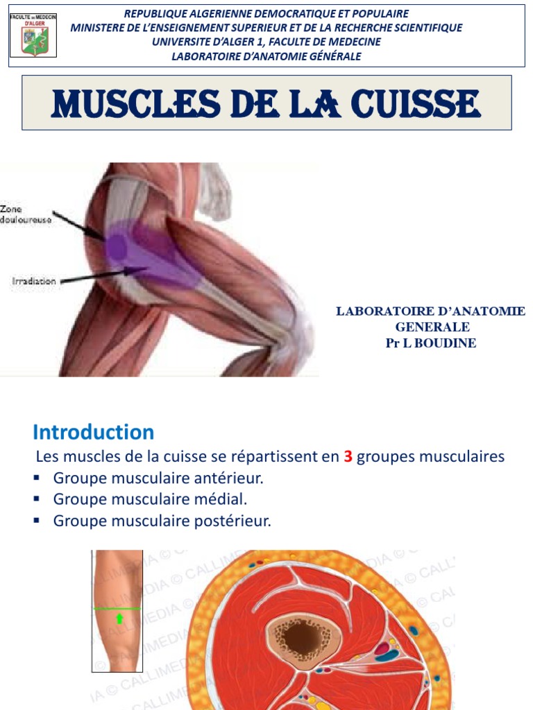 Muscles de la Cuisse : Anatomie Complète | PDF | Jambe humaine | Anatomie de membre inférieur