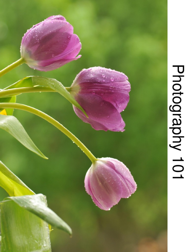 1 Photography 101 | PDF | Camera | Imaging