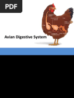 Bird Digestive System | PDF | Digestion | Gastrointestinal Tract