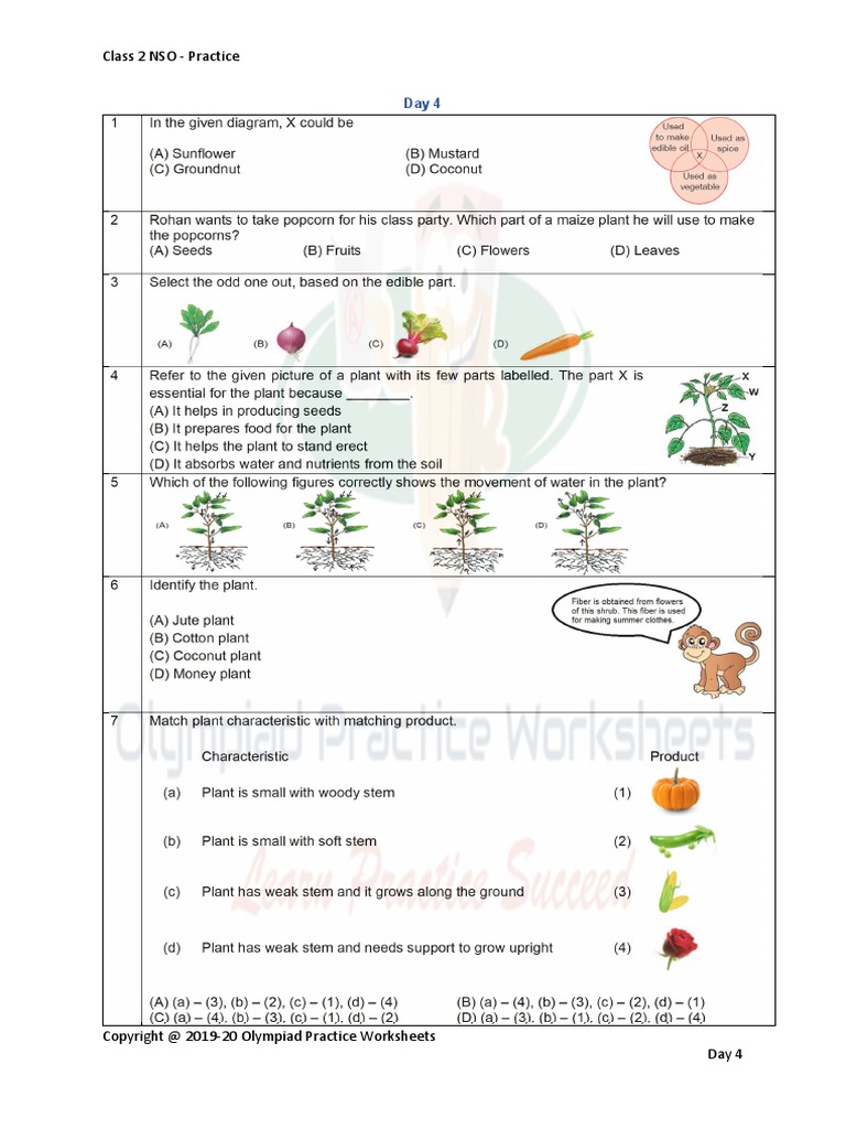 Class 2 NSO Practice Day 4 | PDF | Fruit | Plants