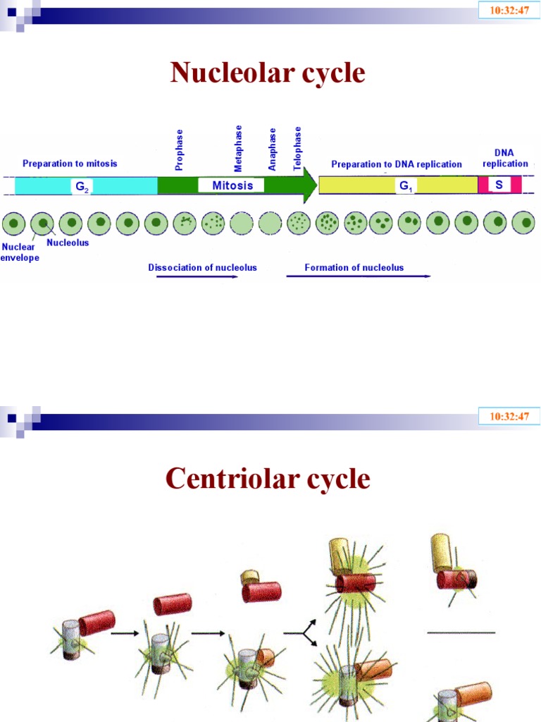 Ciclul Celular Engl Part2 | PDF | Cell Cycle | Mitosis
