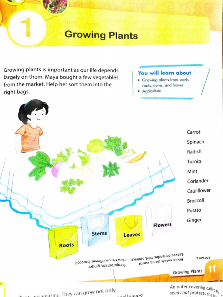 Growing Plants: Class 5 Notes | PDF | Seed | Germination