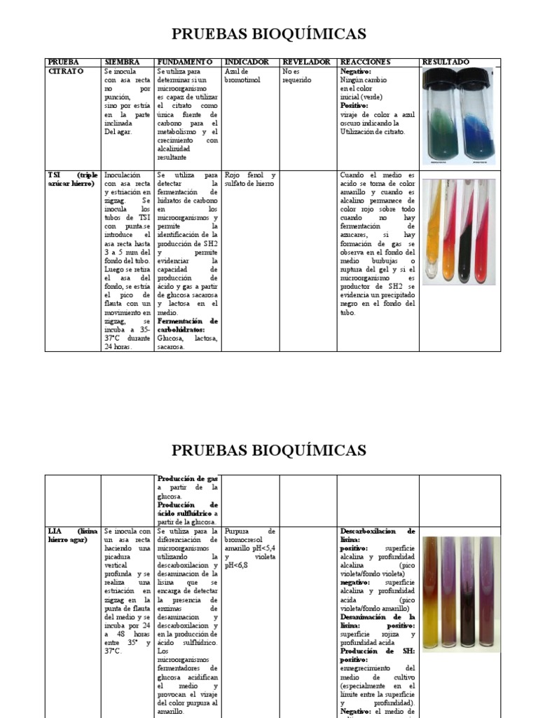 Pruebas Bioquimicas | PDF | Las bacterias | Redox