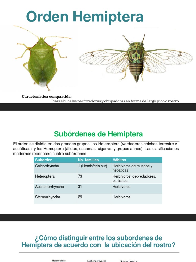 Hemiptera Heteroptera PDF | PDF | Insectos | Hexapoda