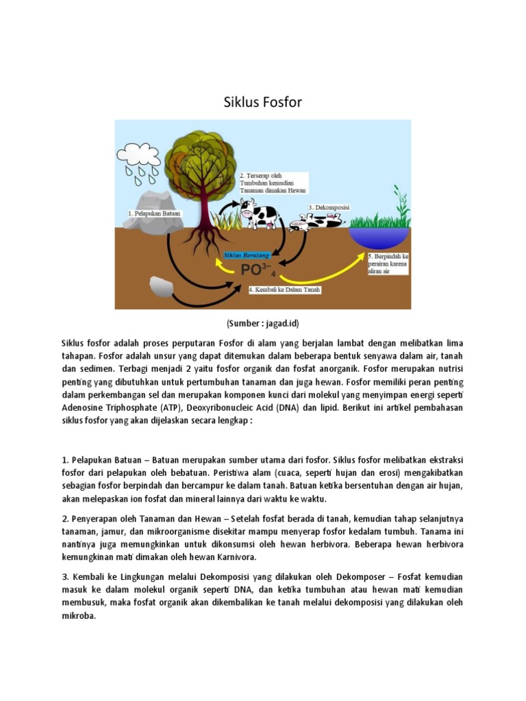 Siklus Fosfor | PDF