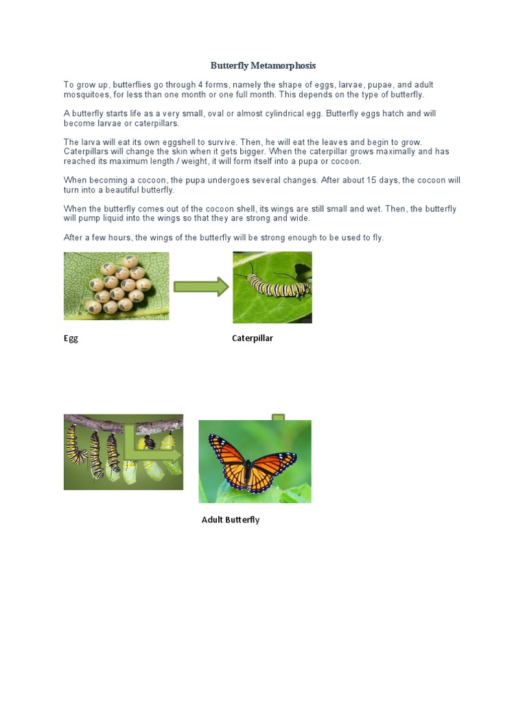Butterfly Metamorphosis | PDF