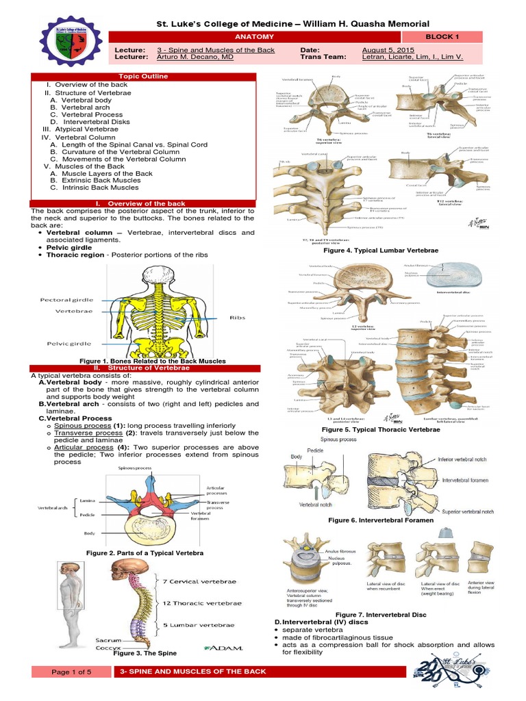 Anatomy of Spine and Back Muscles | PDF | Vertebra | Vertebral Column