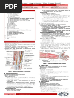 Membrum Superius (Forearm - Hand) | PDF | Thumb | Limbs (Anatomy)