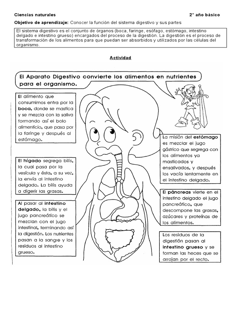 Ciencias Naturales Aparato Digestivo 2 | PDF | Ciencia y matemáticas