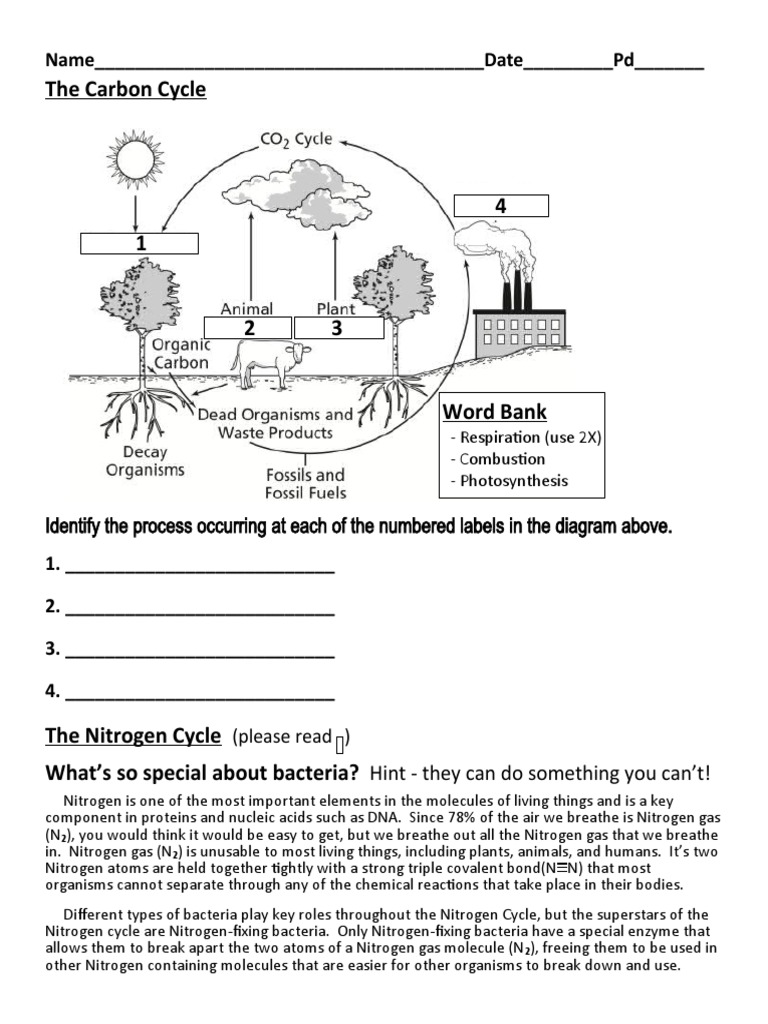 Carbon Cycle Nitrogen Cycle Diagrams | PDF | Nitrogen | Biology